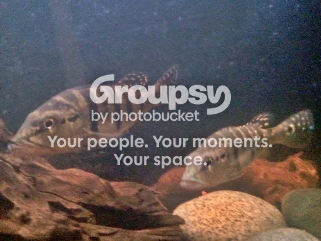 PBass and friends | MonsterFishKeepers.com